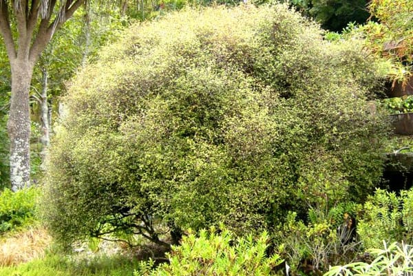 新西兰本土灌木植物“托罗拉罗” Shrubby Tororaro-看新西兰