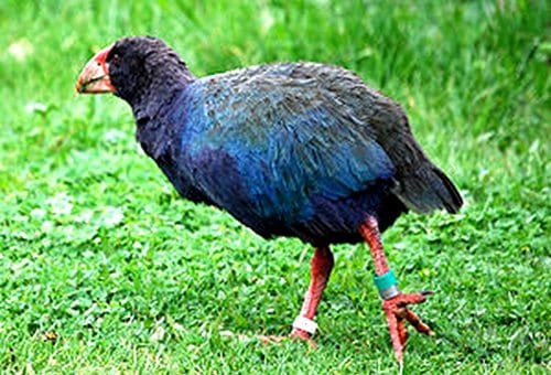 新西兰珍禽南秧鸡 Takahē-看新西兰